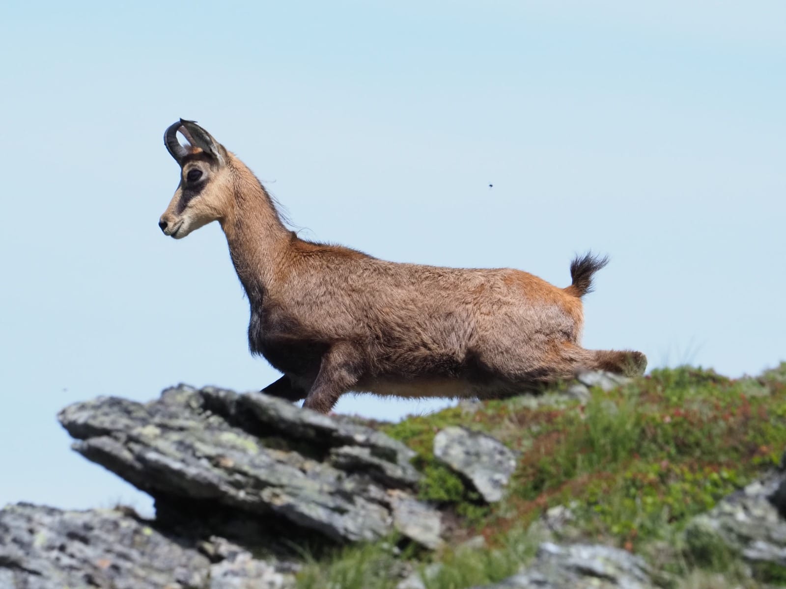 Capre negre la sesiune foto în Munții Rodnei – Maramures Online