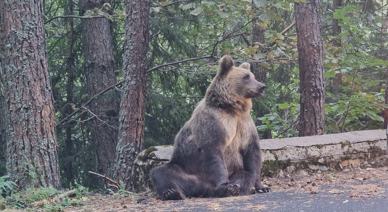 Urșii de pe Transfăgărășan vor fi capturați – Maramures Online