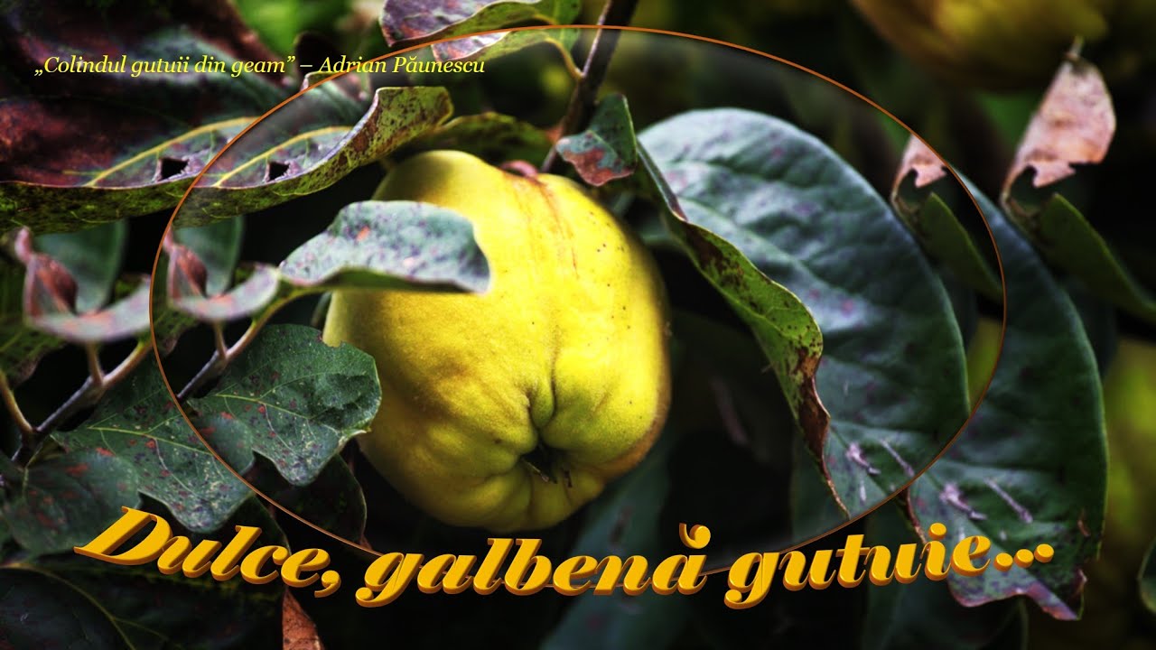 Lada cu Zestre: Florian Popa – Galbena gutuie – Maramures Online