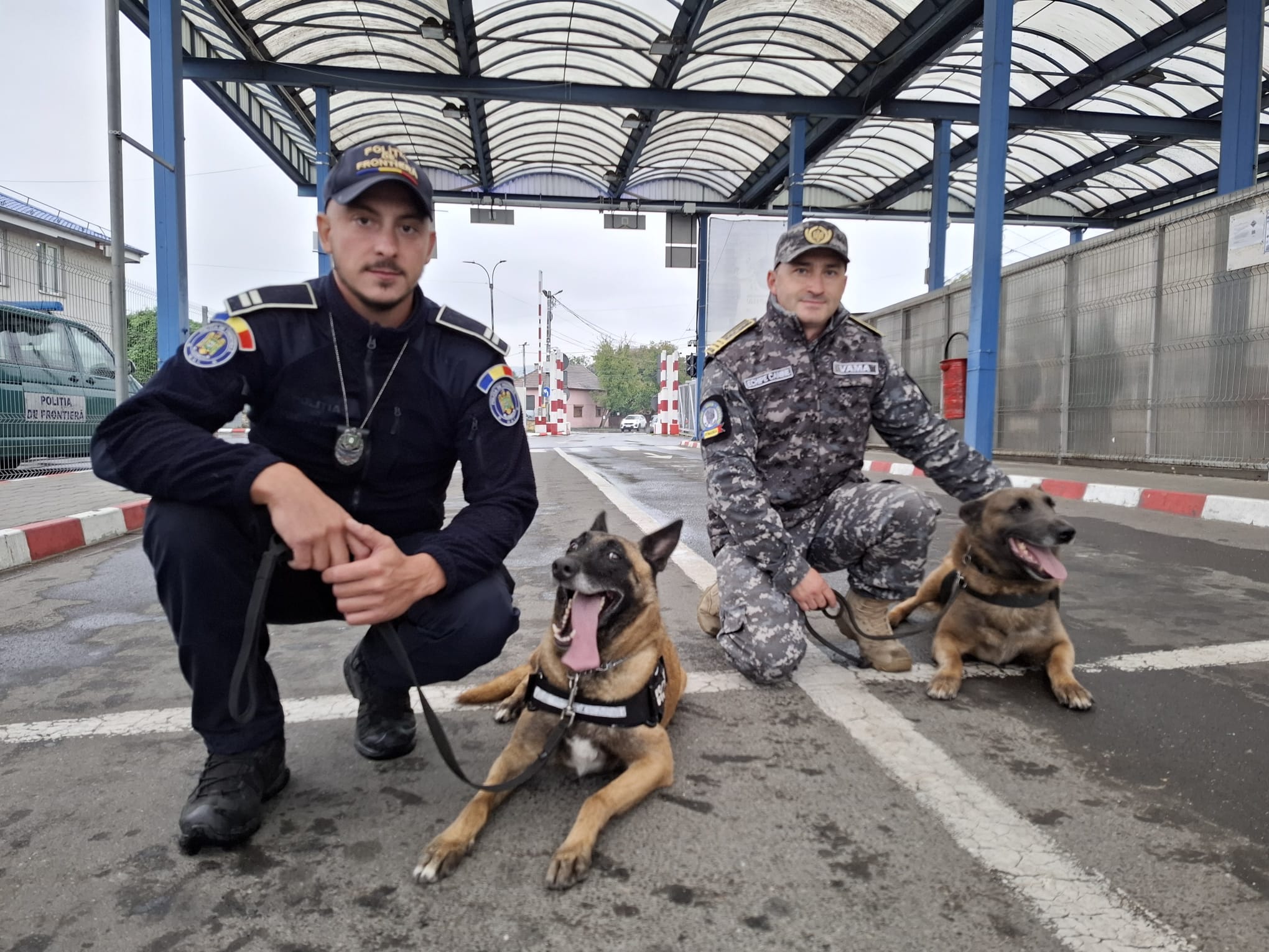 Edak și Ace, doi câini de serviciu care sprijină activ echipele de ...