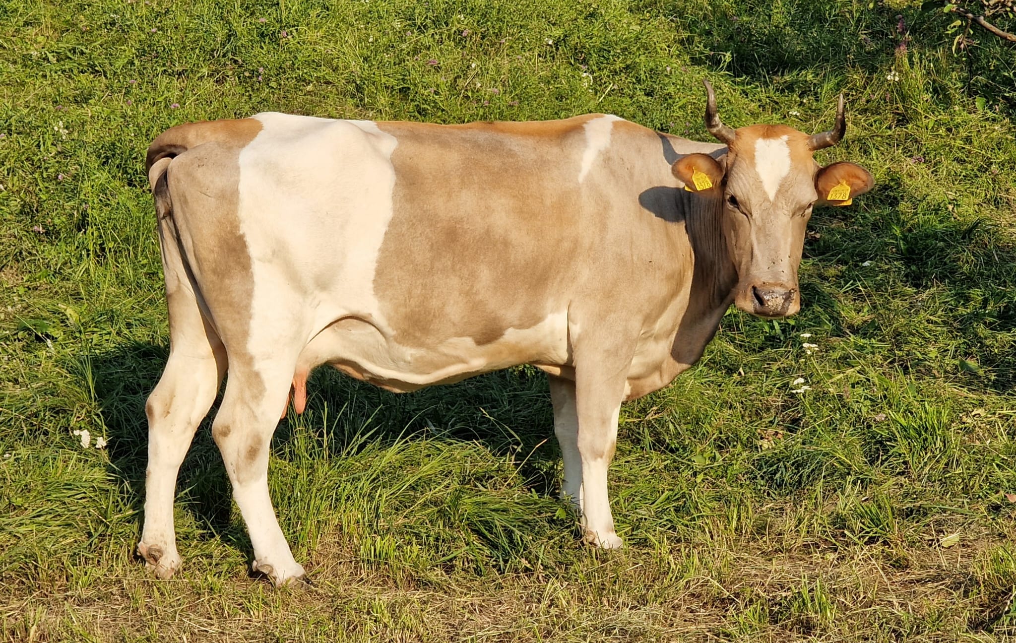 Localitățile din județul Maramureș afectate de rabie – Maramures Online